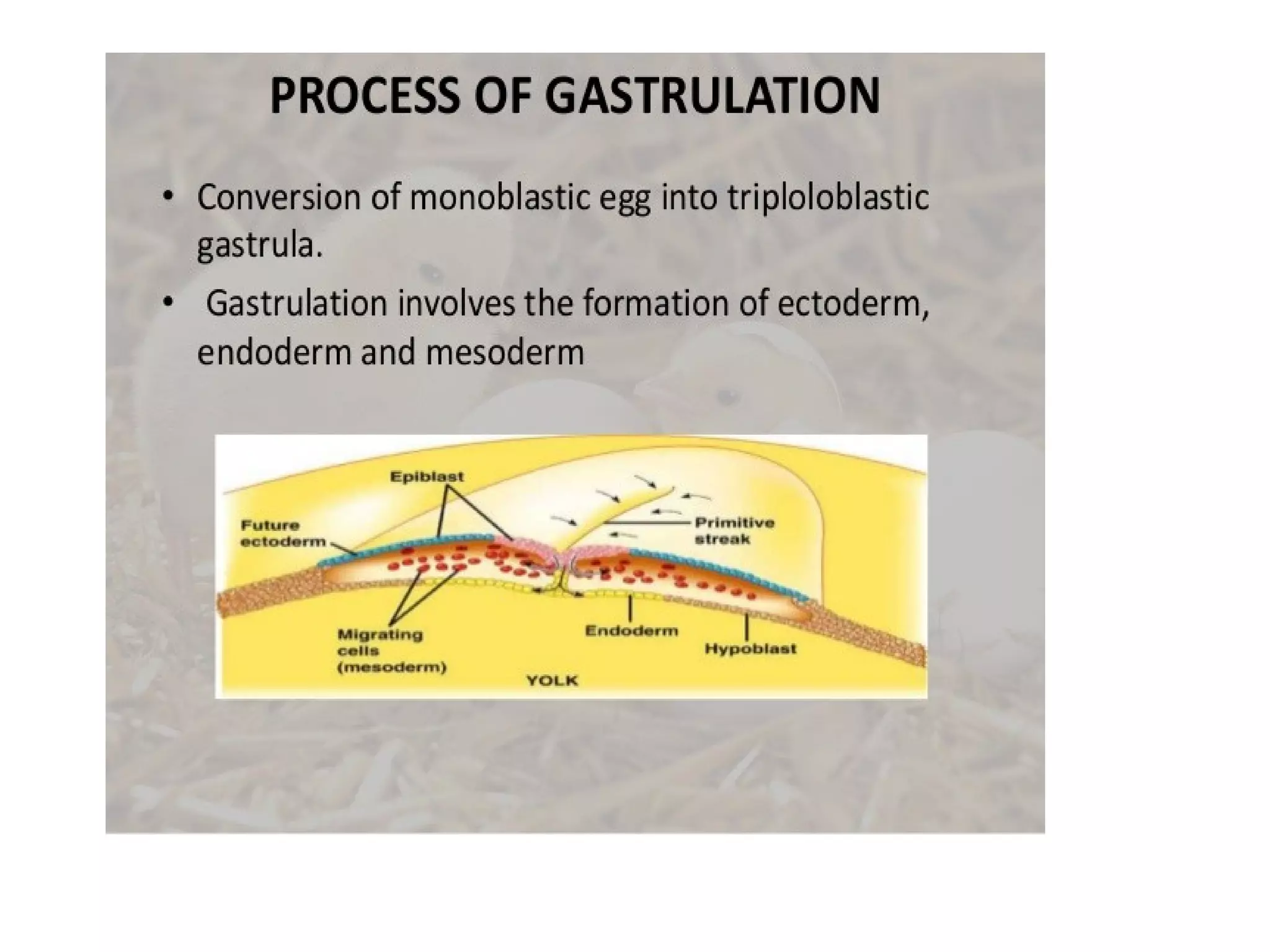 Gastrulation chick | PPT