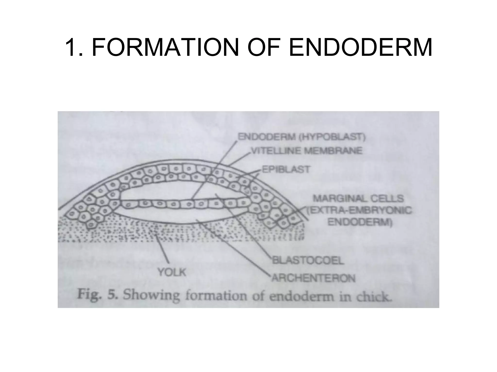 Gastrulation chick | PPT