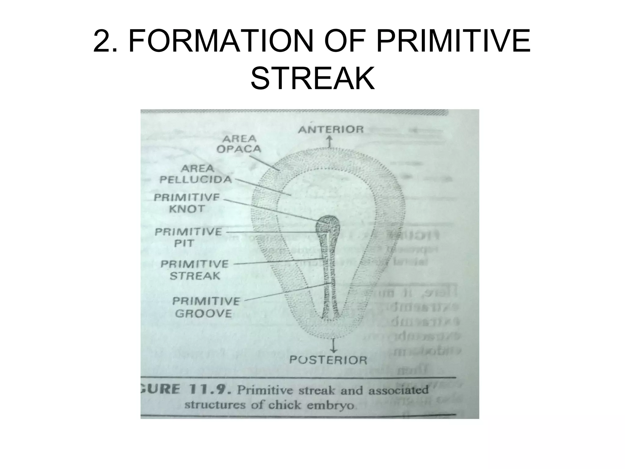 Gastrulation chick | PPT