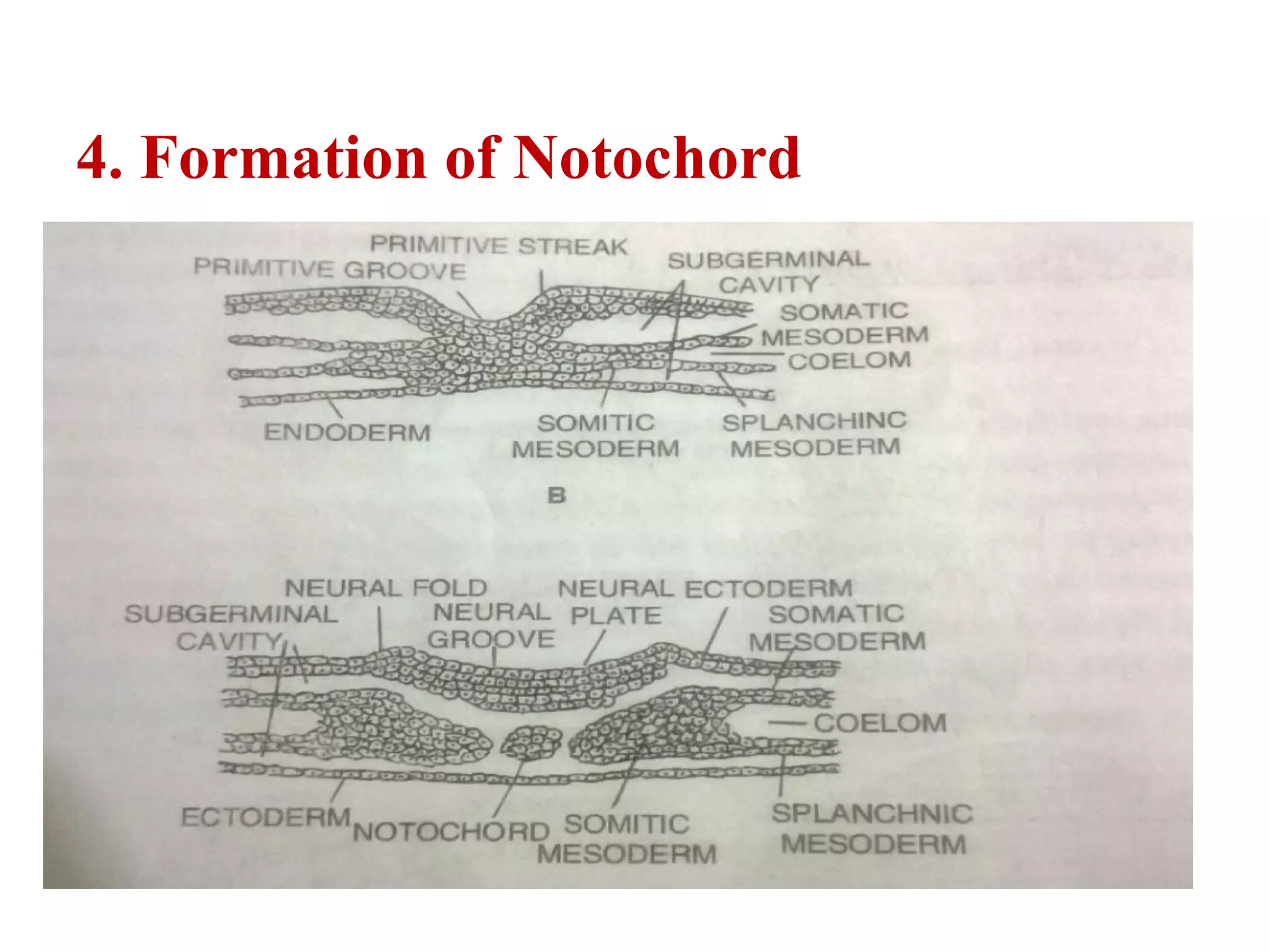 Gastrulation chick | PPT