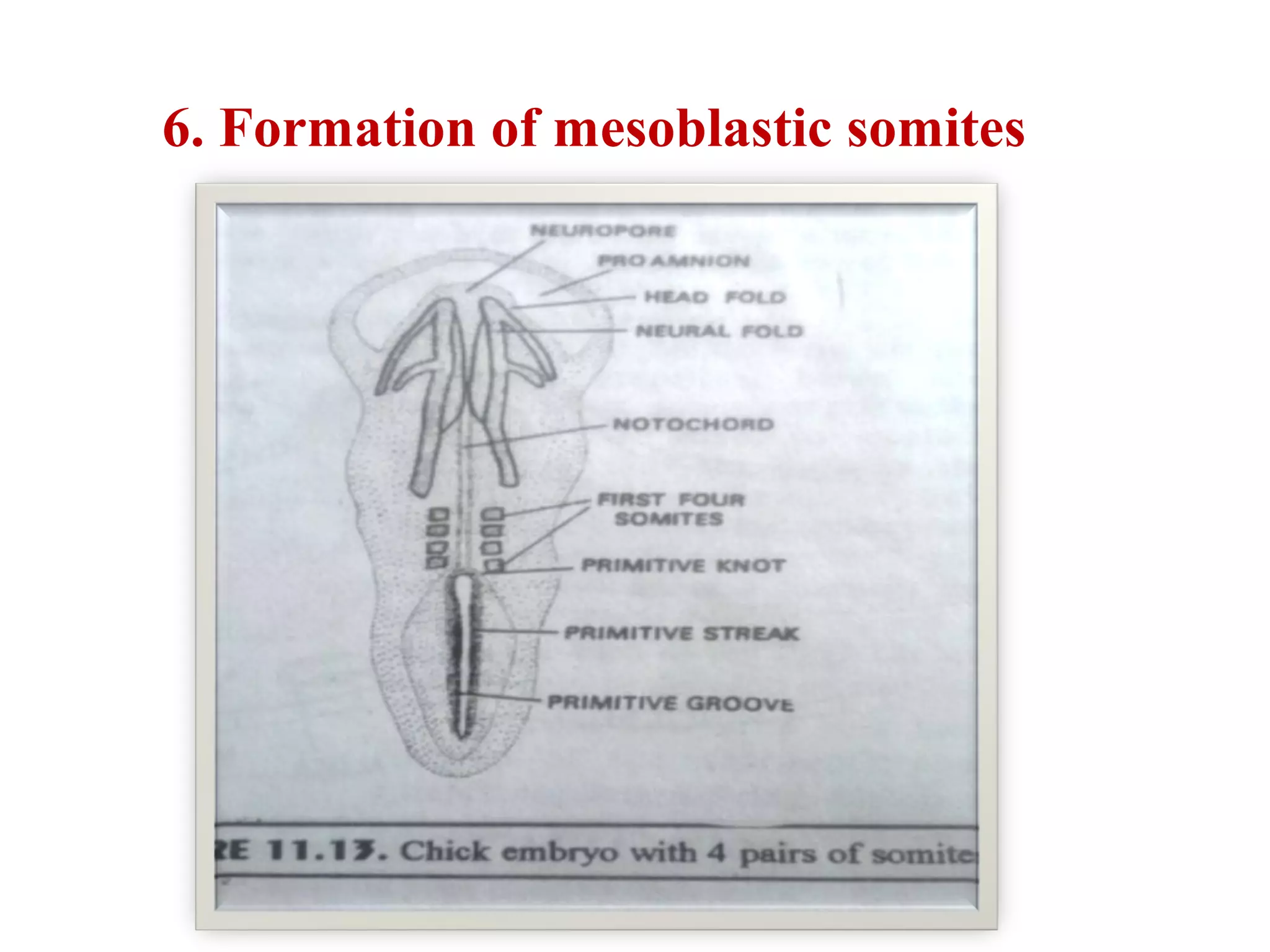 Gastrulation chick | PPT