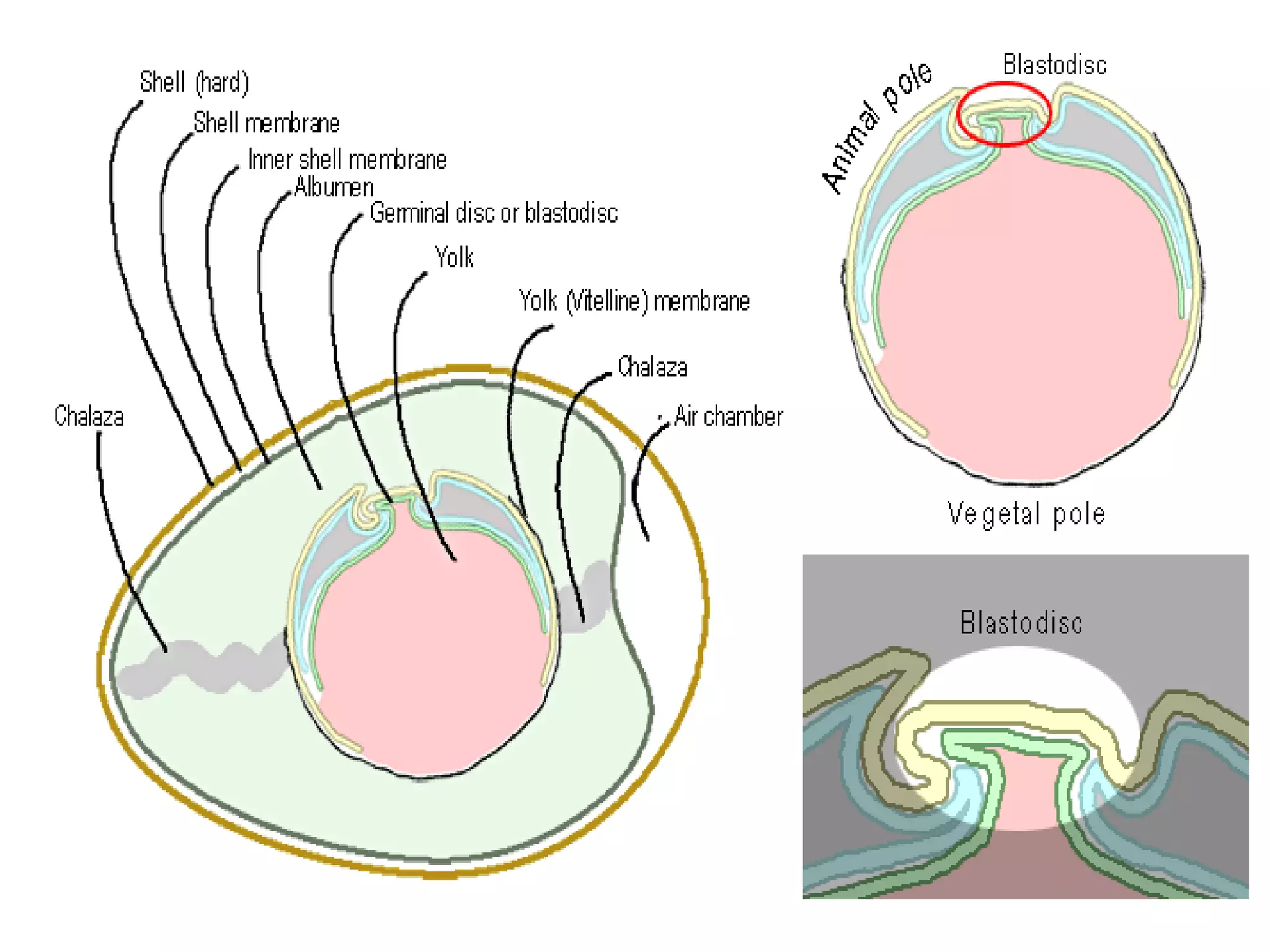 Gastrulation chick | PPT