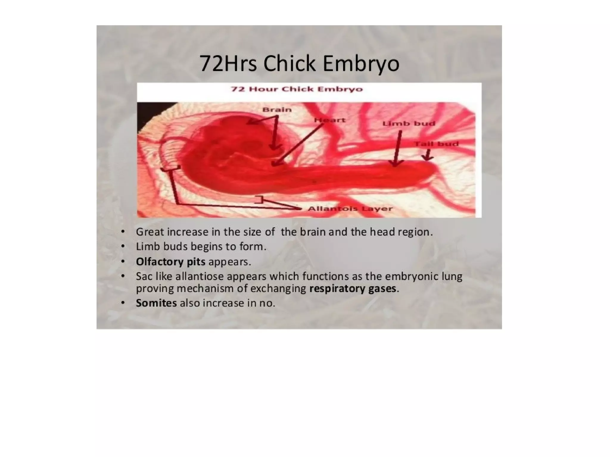 Gastrulation chick | PPT