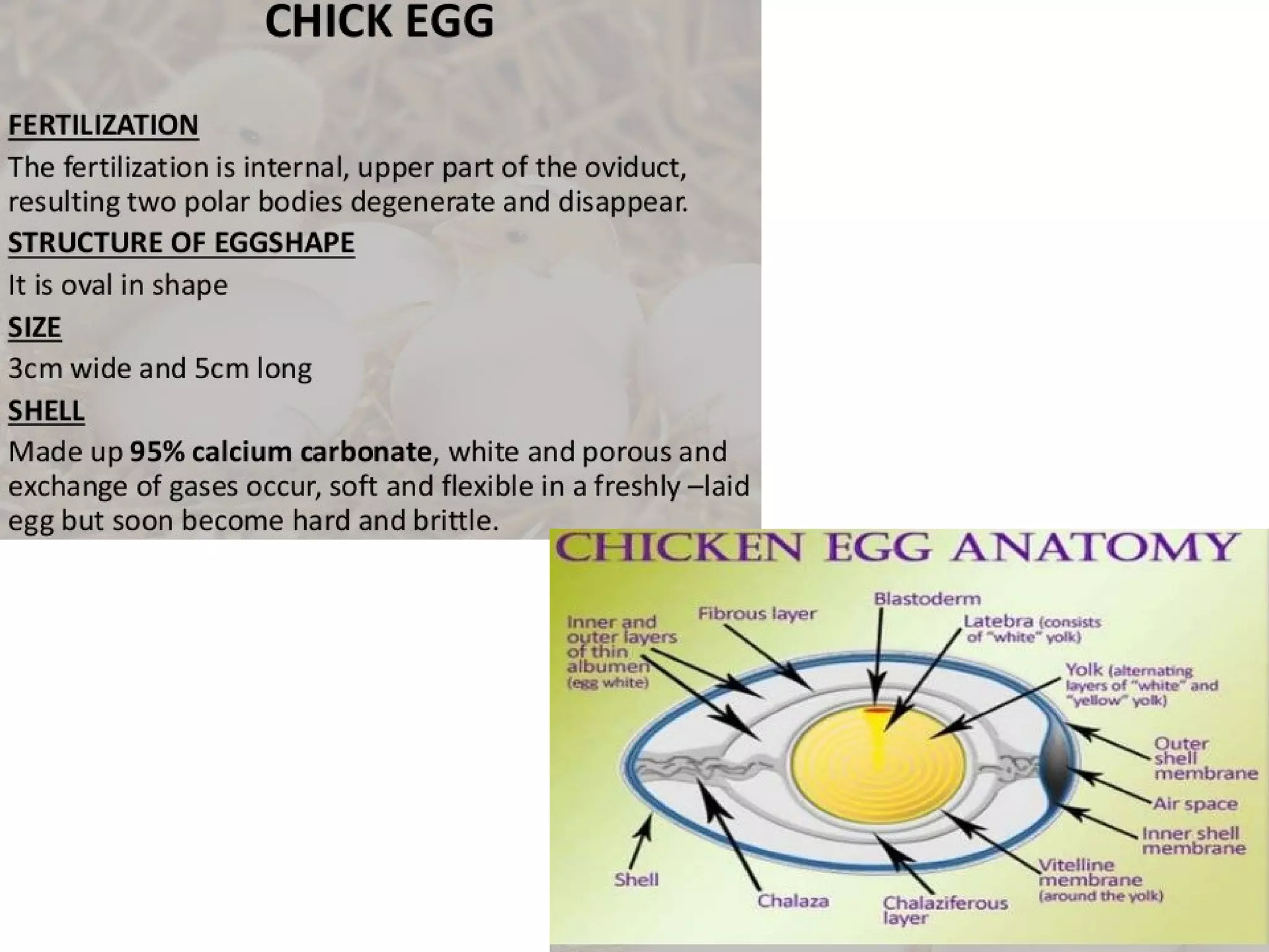 Gastrulation chick | PPT