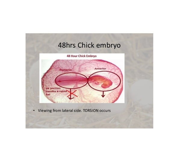 Gastrulation chick | PPT