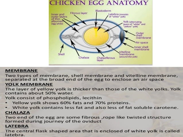 Gastrulation chick | PPT