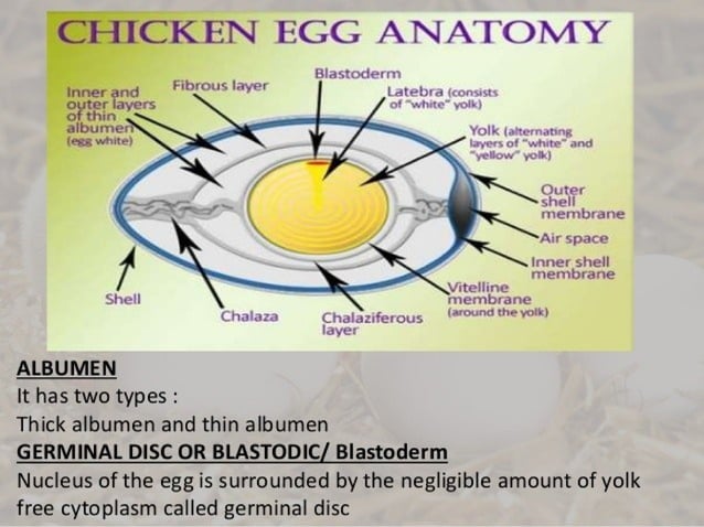 Gastrulation chick | PPT