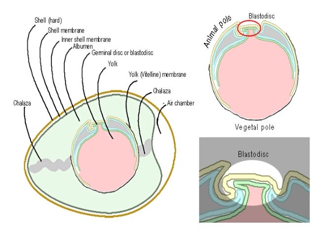 Gastrulation chick