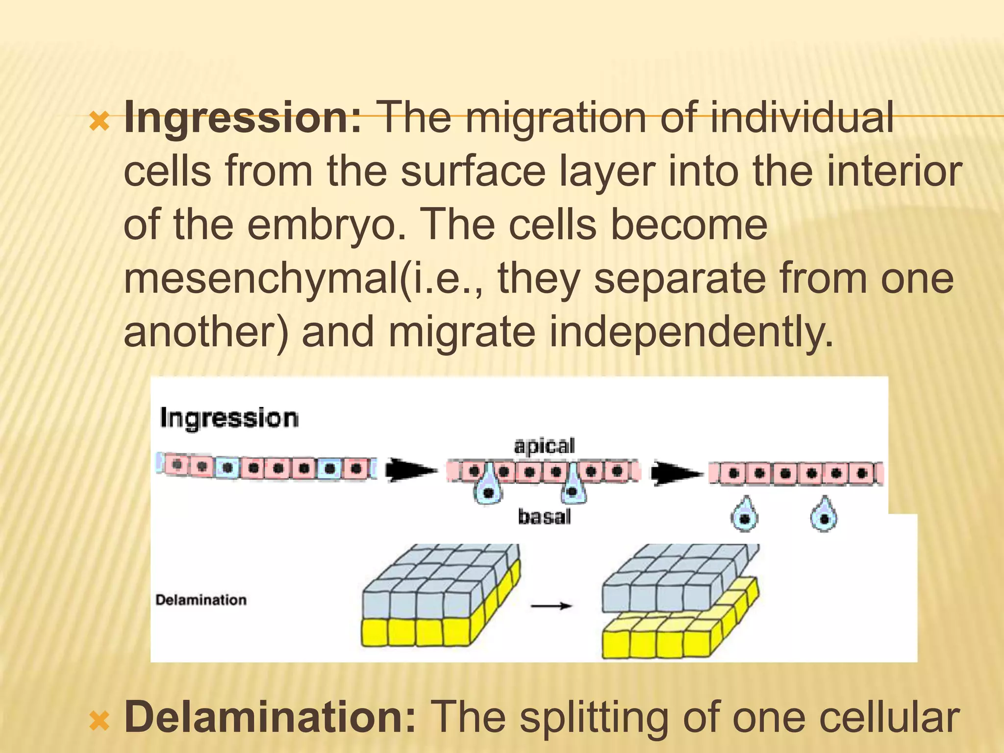 GASTRULATION final.pptx