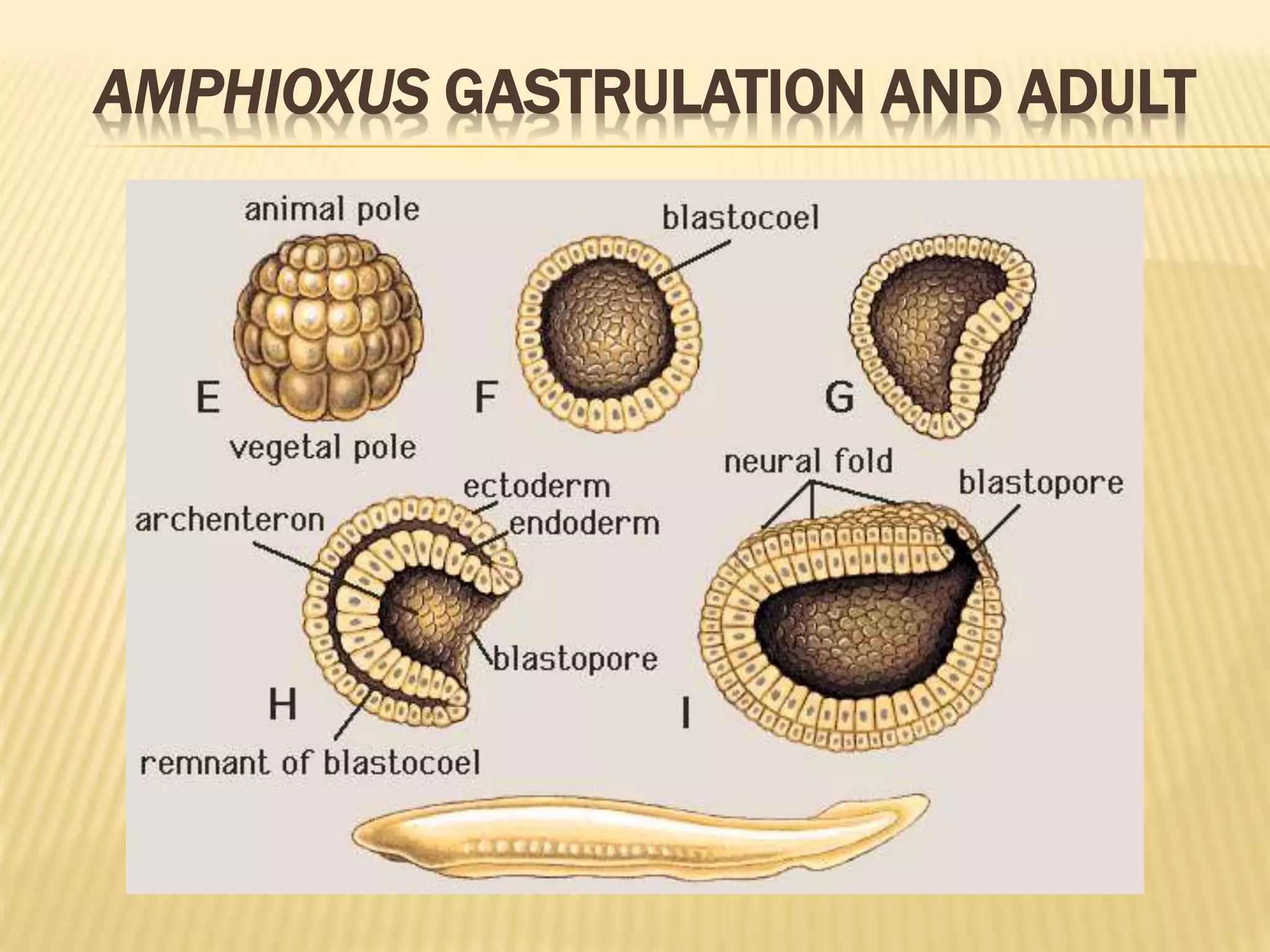 GASTRULATION final.pptx