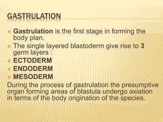 GASTRULATION final.pptx