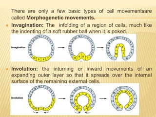 GASTRULATION final.pptx