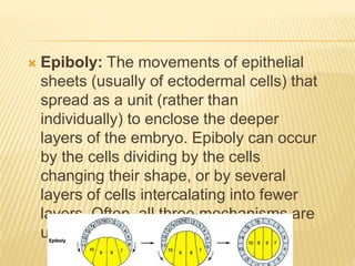 GASTRULATION final.pptx