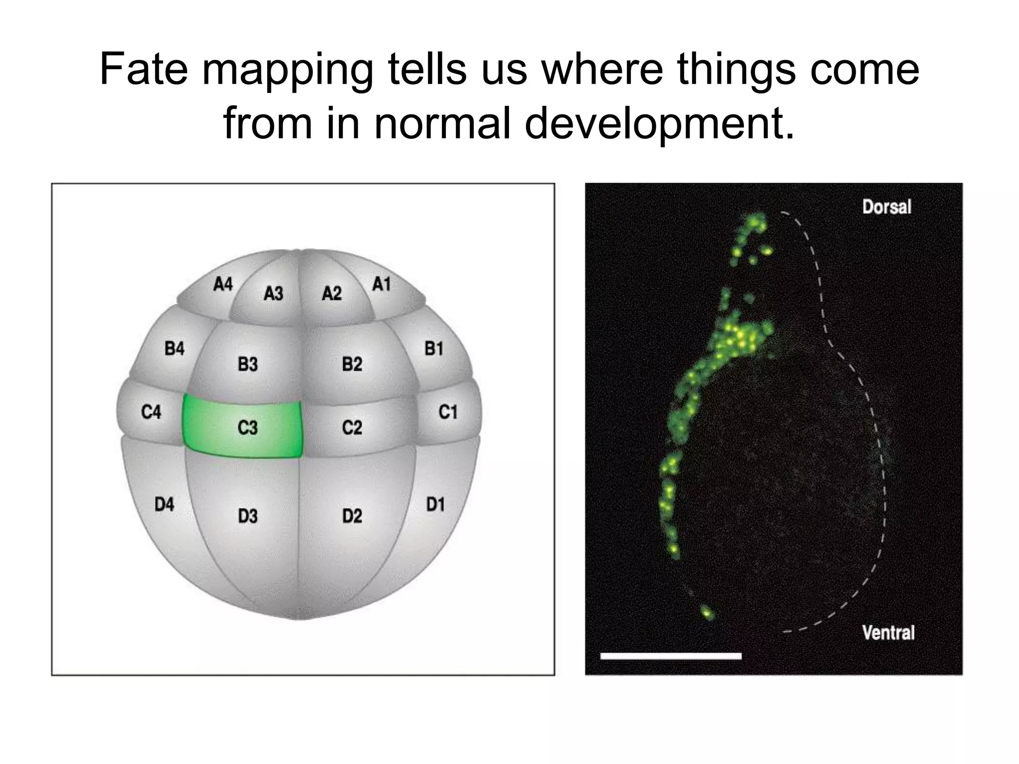 Gastrulation in frog | PPT