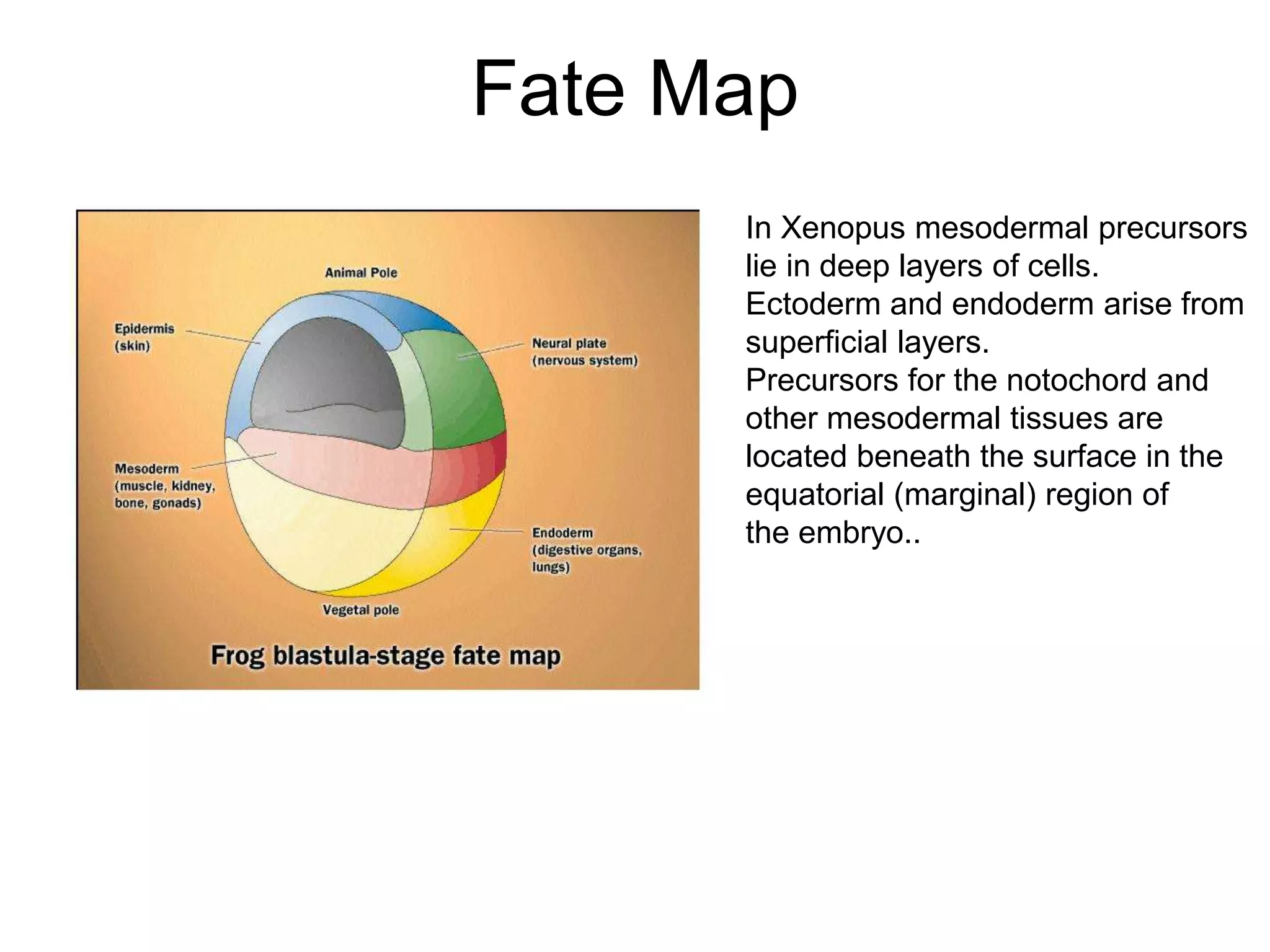 Gastrulation in frog | PPT