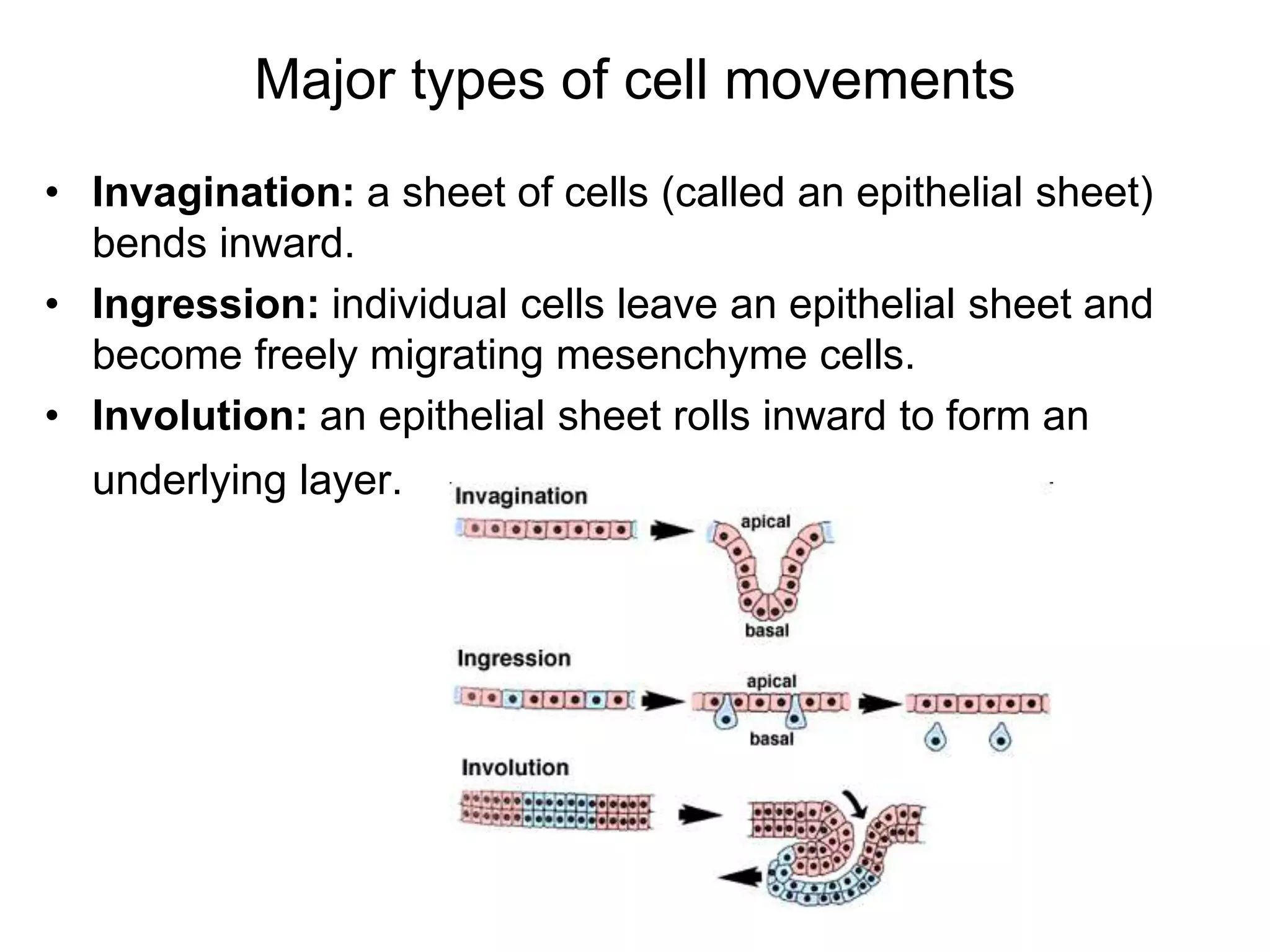Gastrulation in frog | PPT