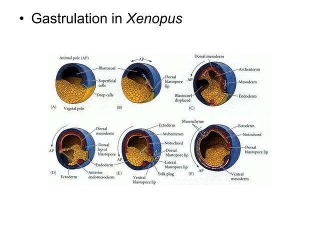 Gastrulation in frog | PPT | Biological Sciences | Science
