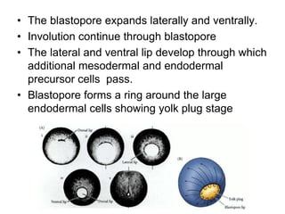 Gastrulation in frog | PPT