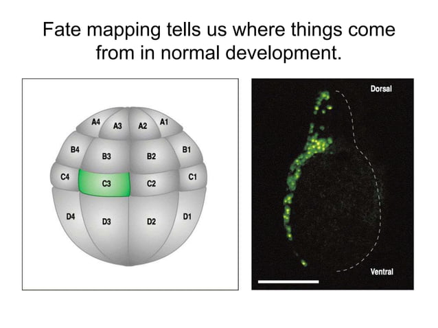 Gastrulation in frog | PPT | Biological Sciences | Science