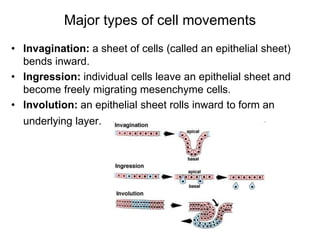 Gastrulation in frog | PPT