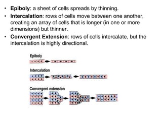 Gastrulation in frog | PPT