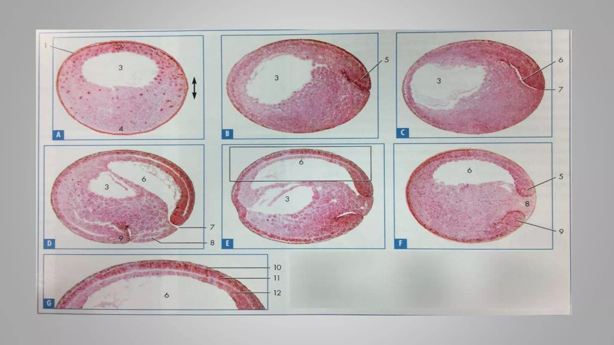Gastrulation in Frog.pptx