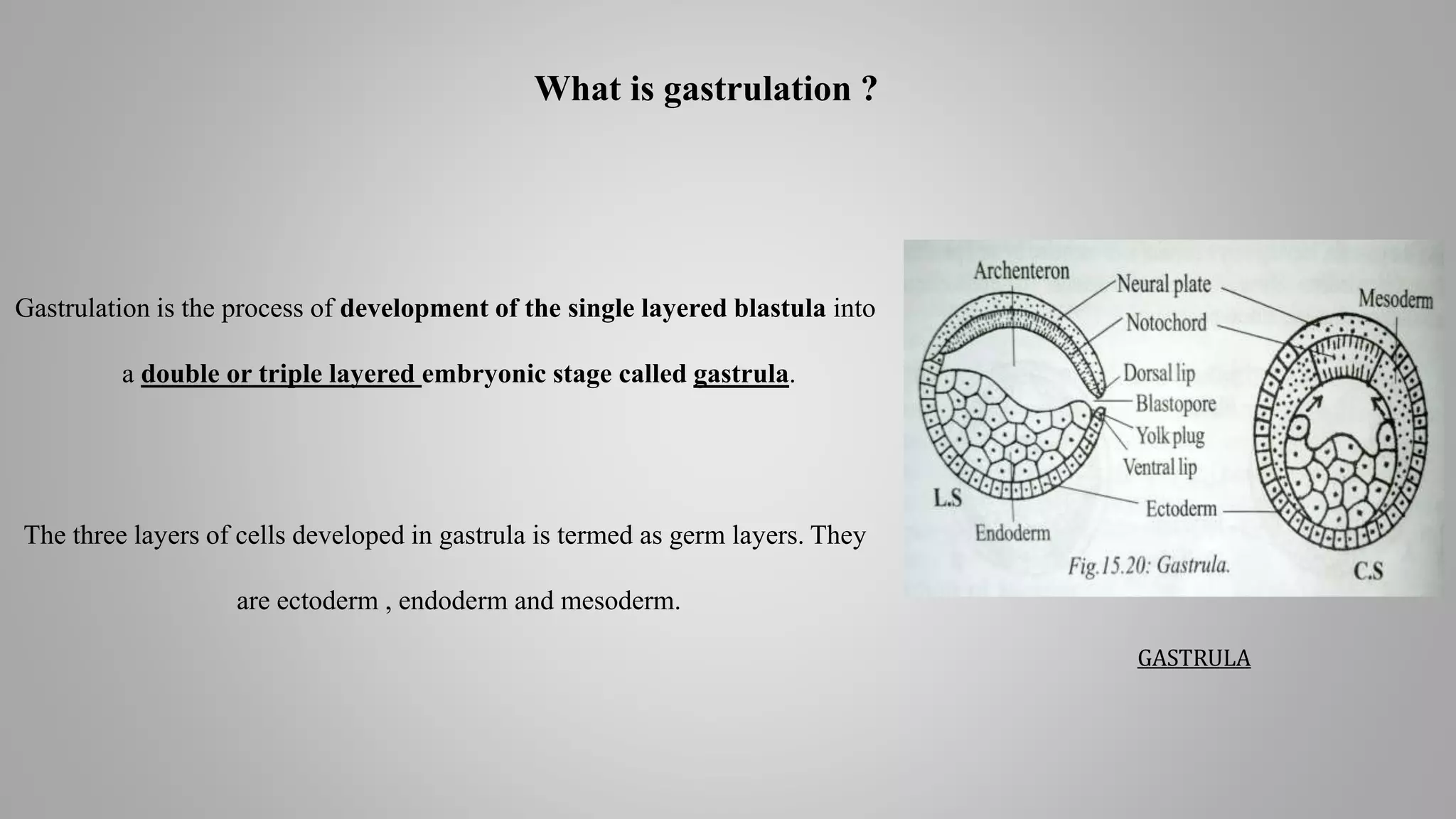 Gastrulation in Frog.pptx