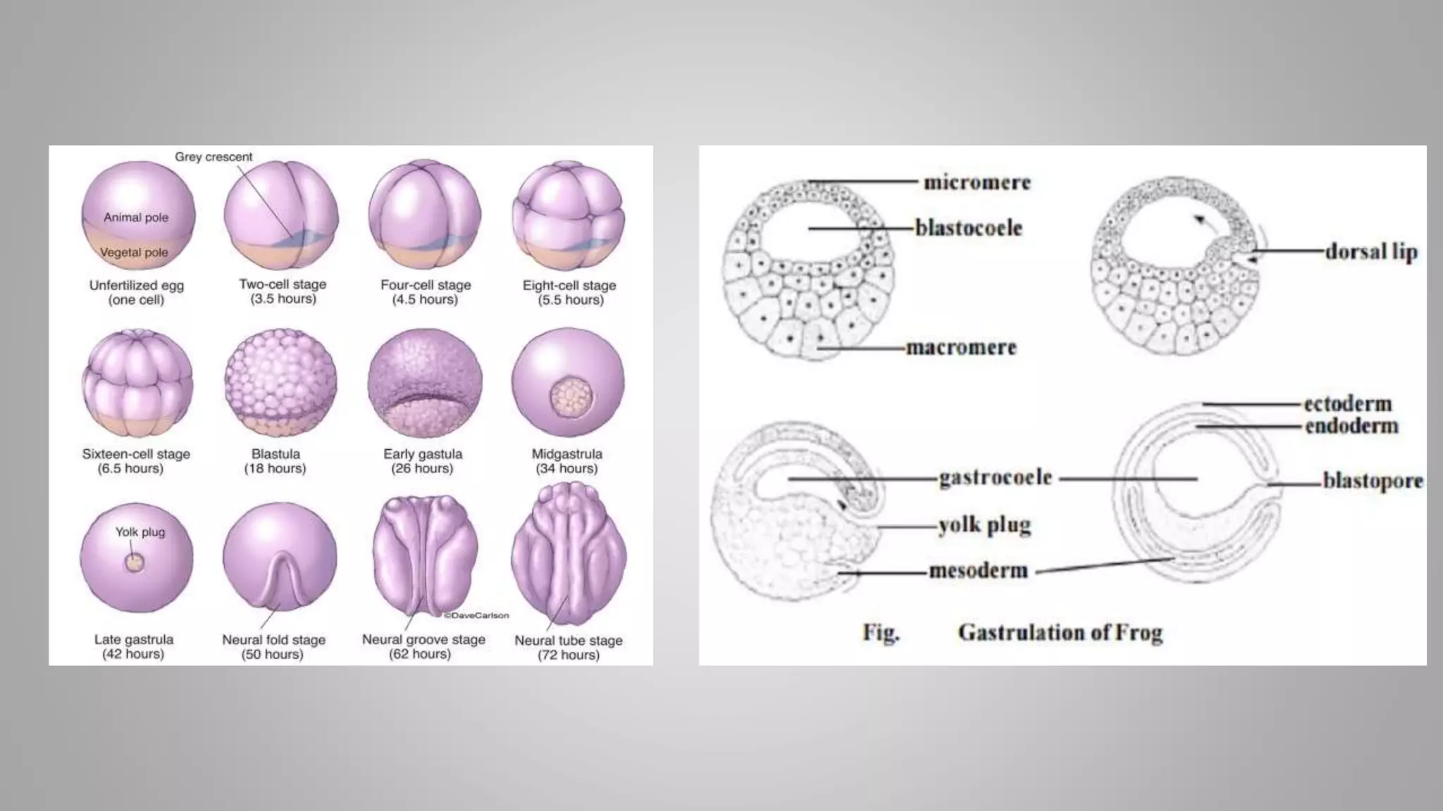 Gastrulation in Frog.pptx