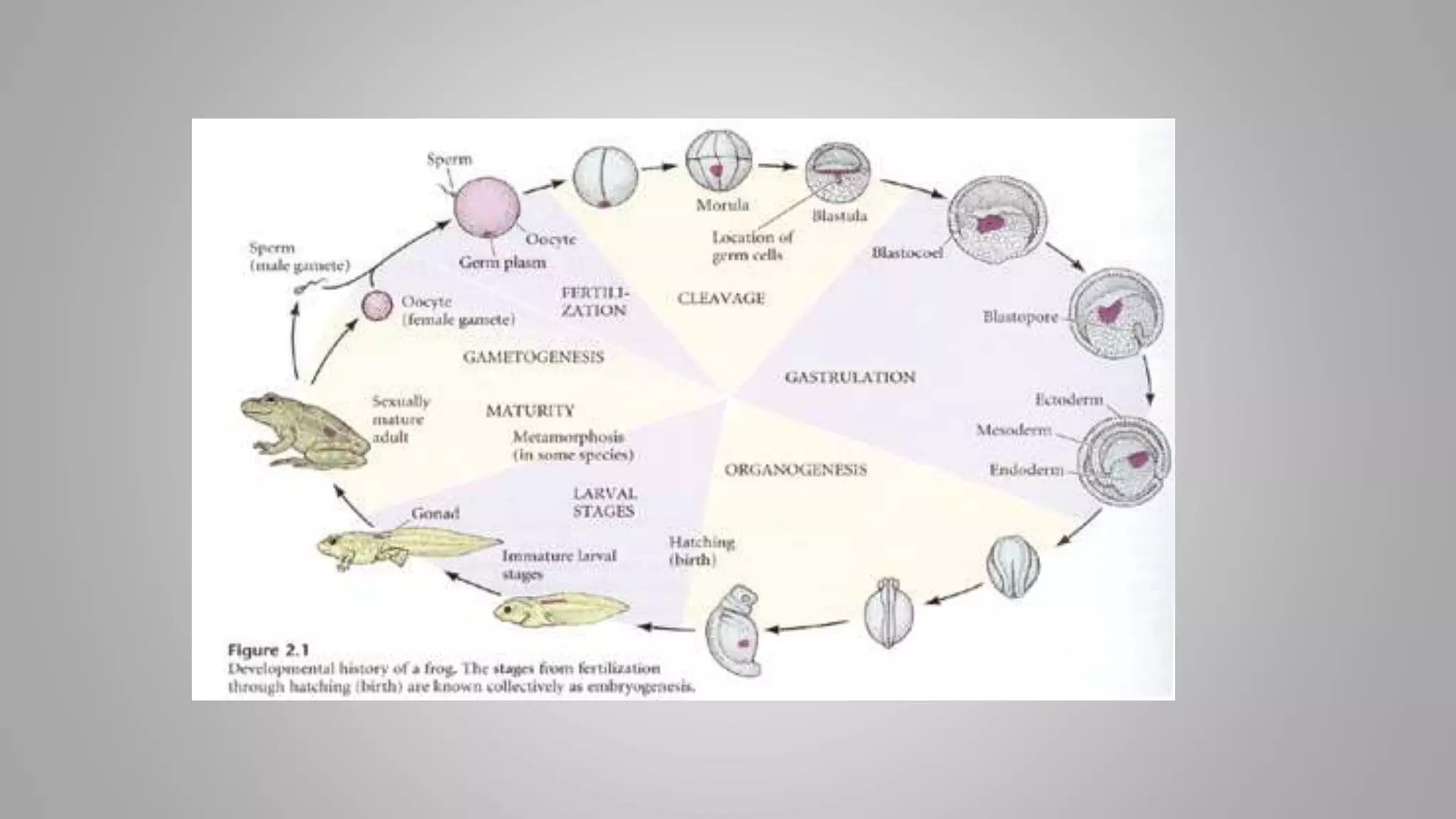 Gastrulation in Frog.pptx