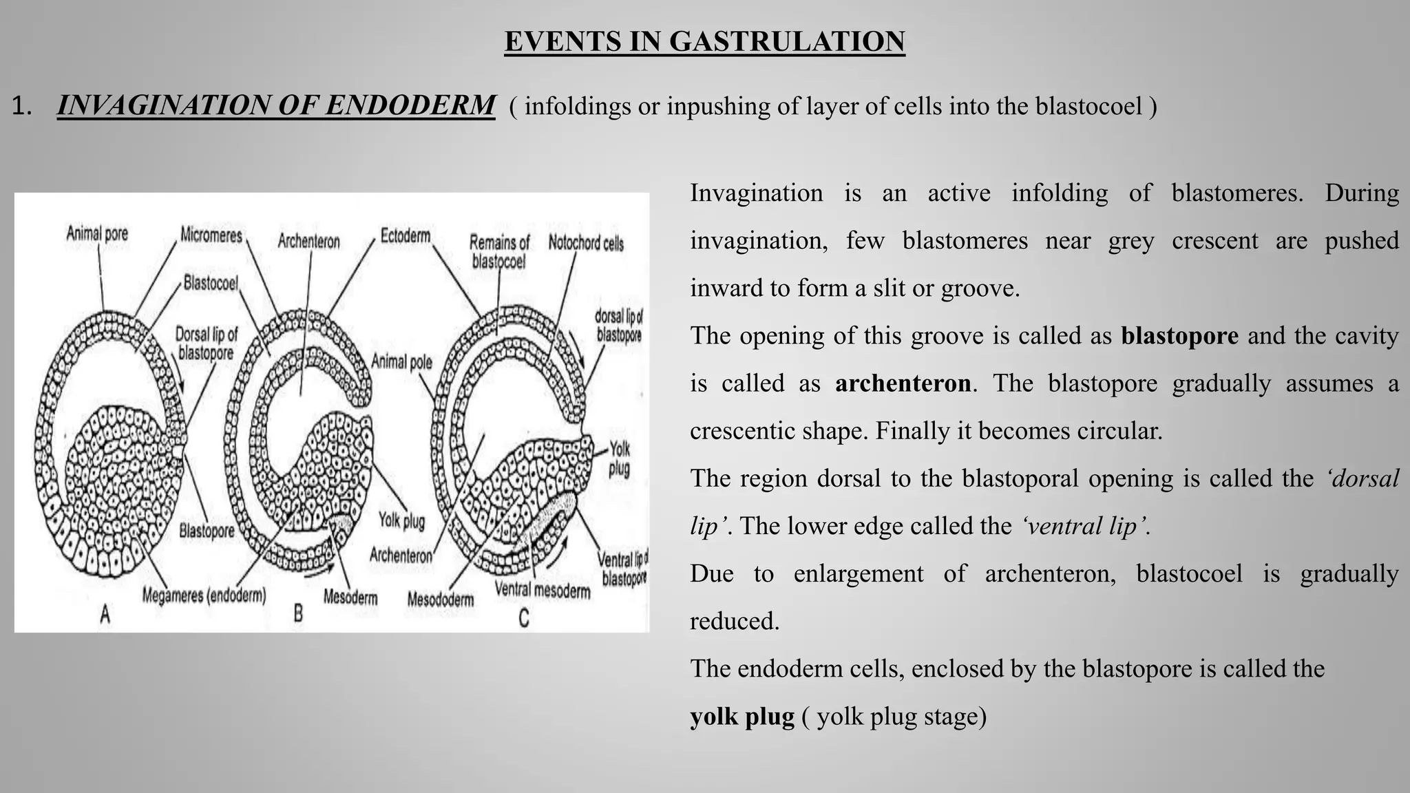 Gastrulation in Frog.pptx