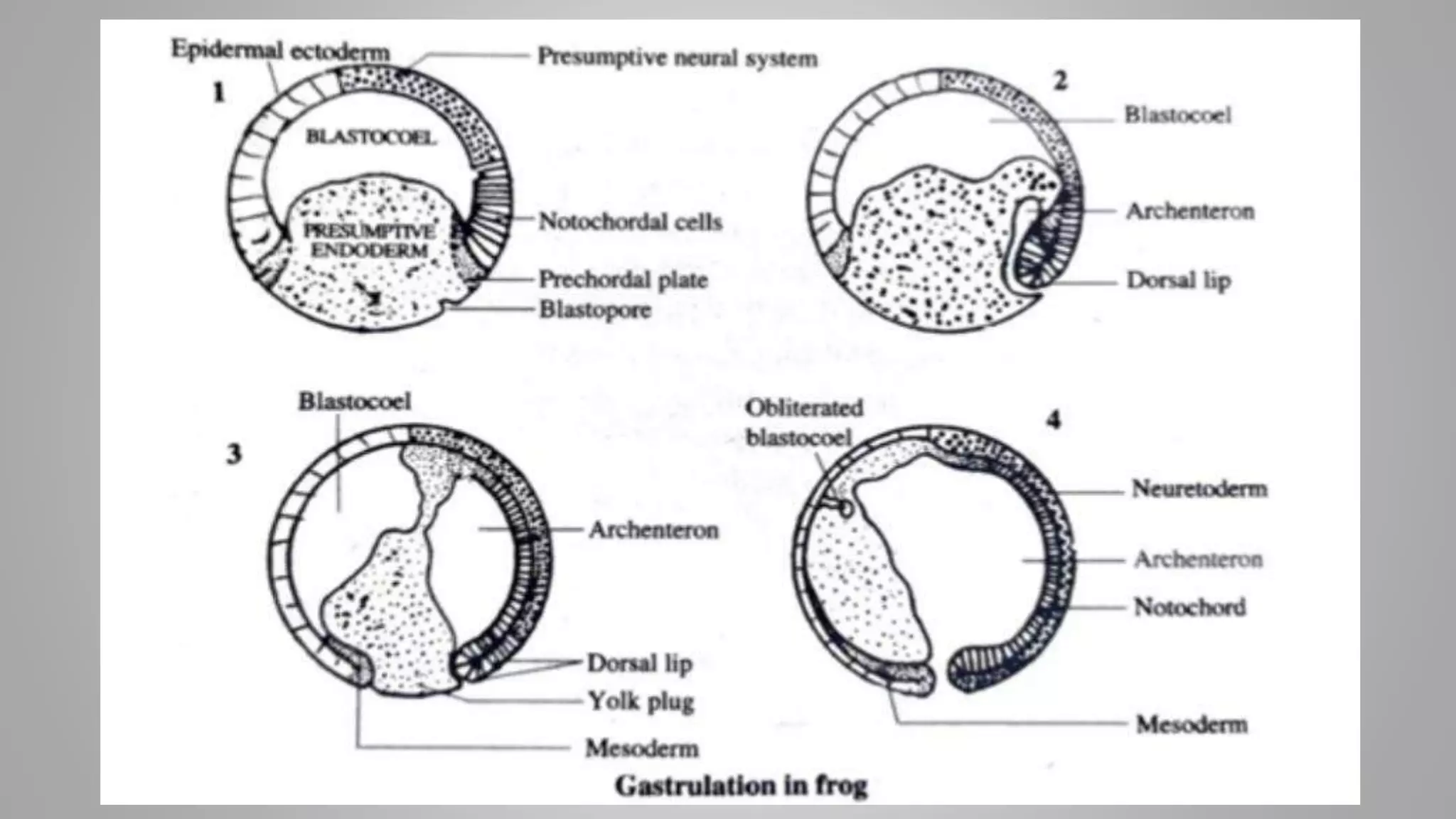 Gastrulation in Frog.pptx