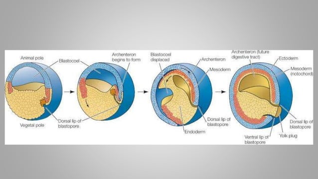Gastrulation in Frog.pptx | Biological Sciences | Science