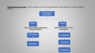 Gastrulation in Frog.pptx