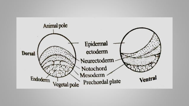 Gastrulation in Frog.pptx | Biological Sciences | Science