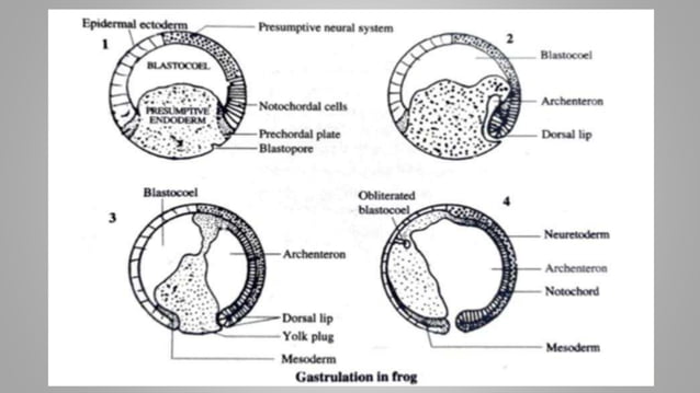 Gastrulation in Frog.pptx | Biological Sciences | Science