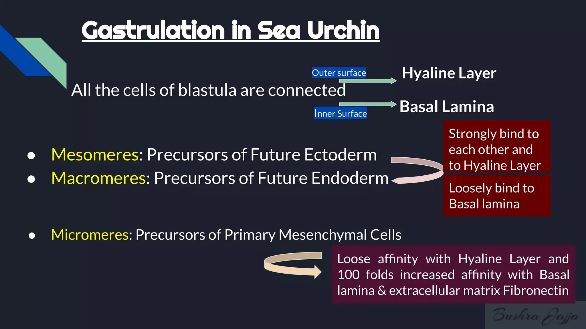 Gastrulation in Sea Urchin | PDF