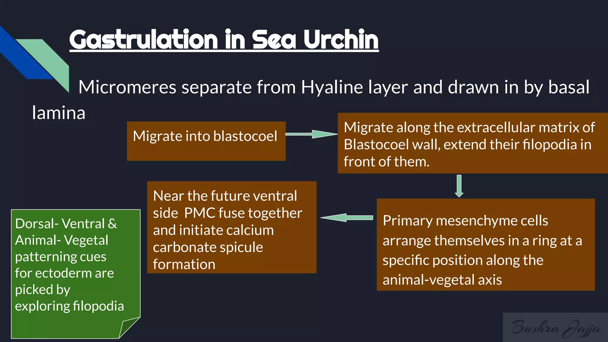 Gastrulation in Sea Urchin | PDF