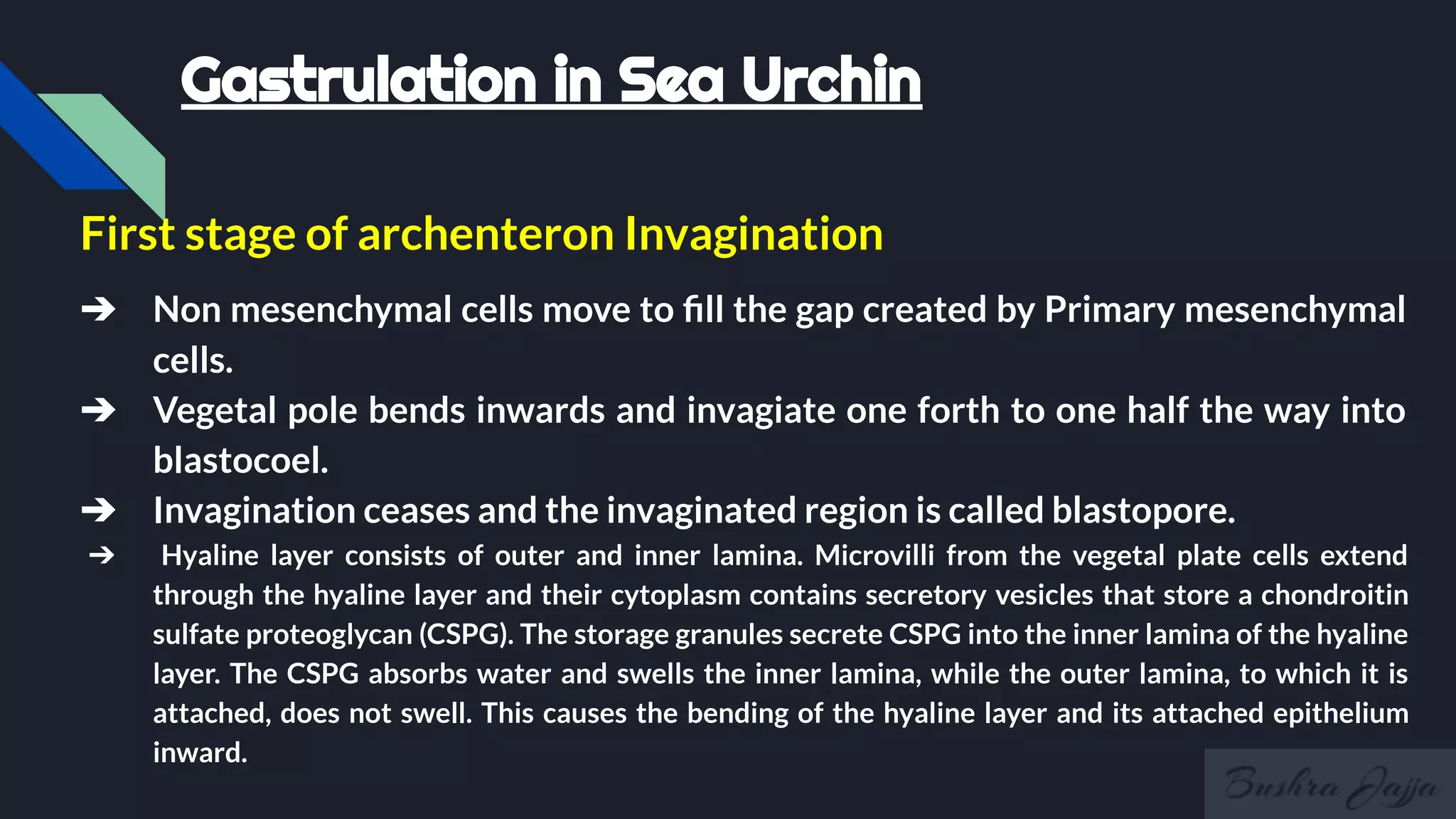Gastrulation in Sea Urchin | PDF