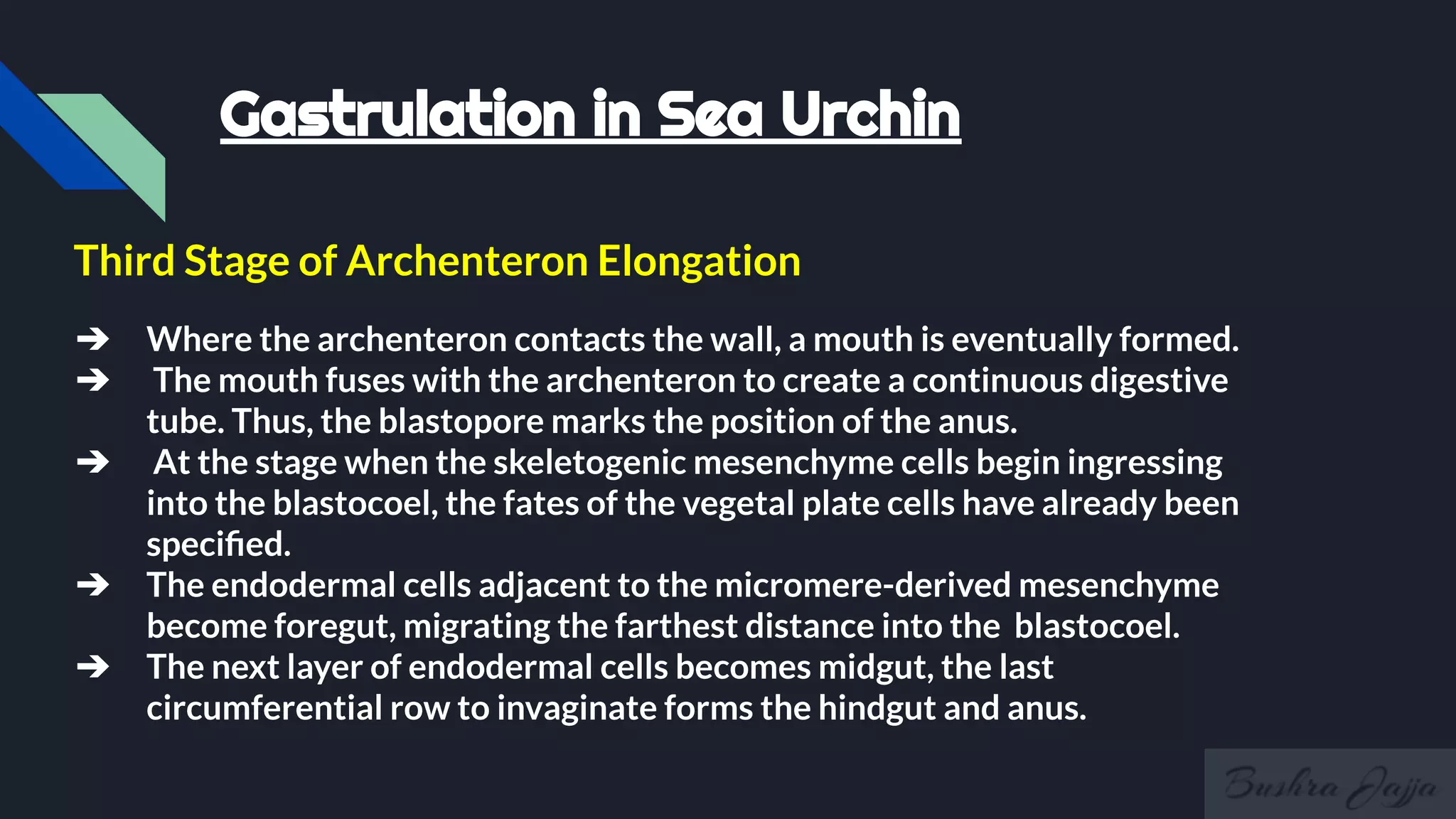 Gastrulation in Sea Urchin | PDF
