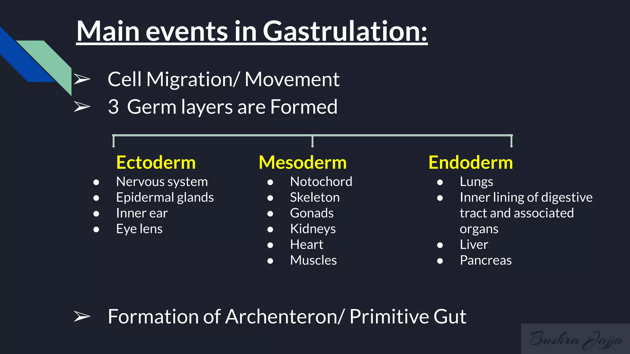 Gastrulation in Sea Urchin | PDF