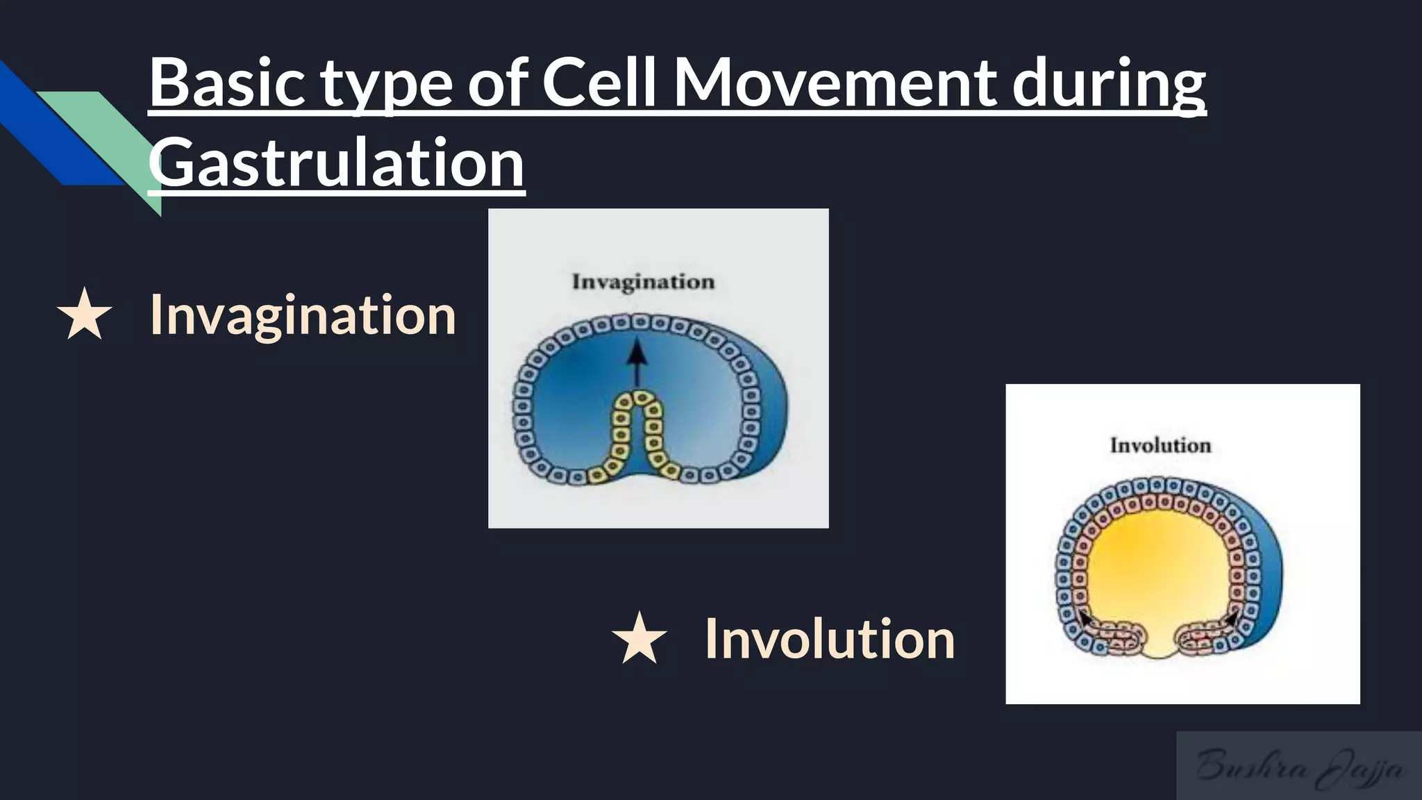 Gastrulation in Sea Urchin | PDF