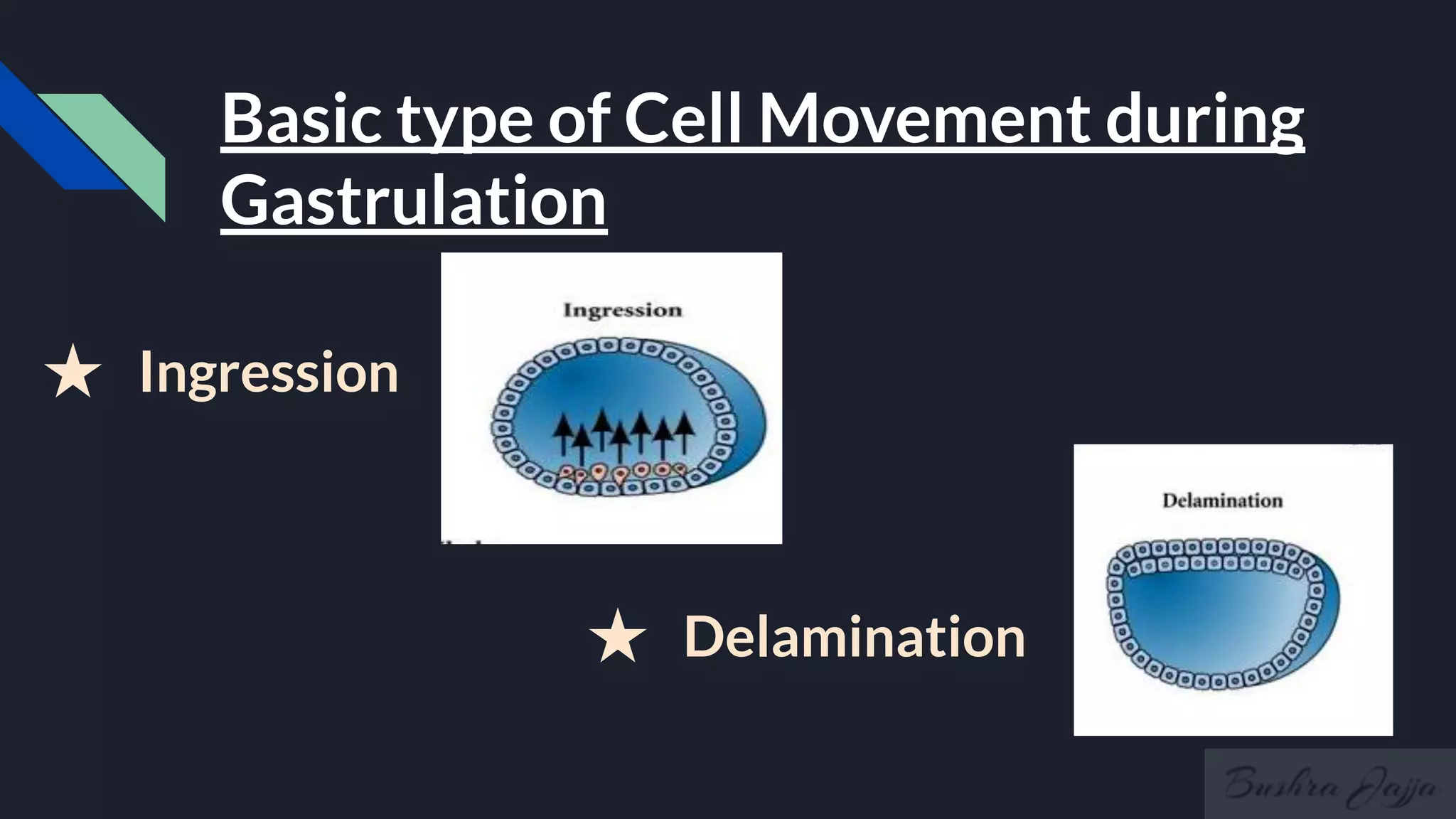 Gastrulation in Sea Urchin | PDF