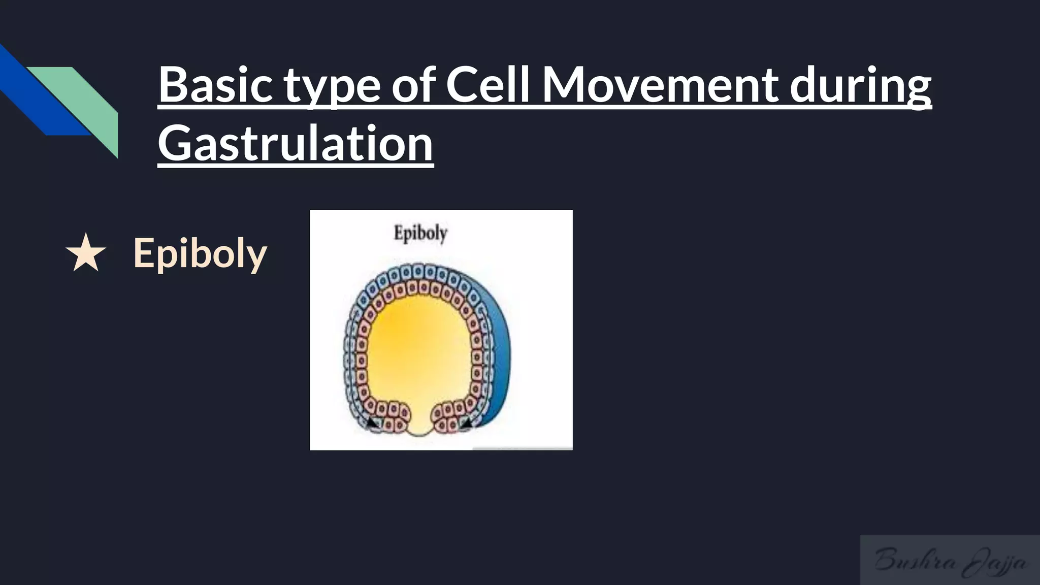 Gastrulation in Sea Urchin | PDF