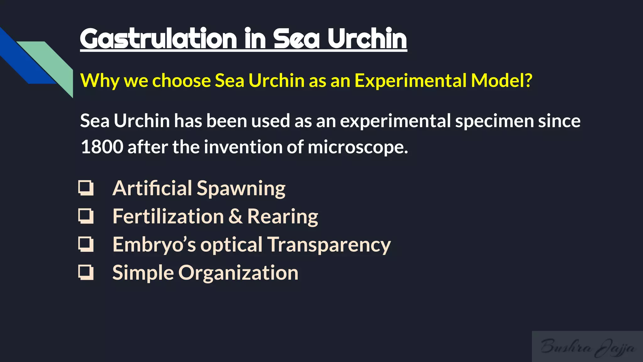 Gastrulation in Sea Urchin | PDF
