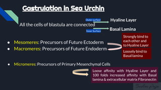 Gastrulation in Sea Urchin | PDF