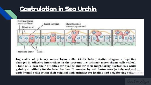 Gastrulation in Sea Urchin | PDF