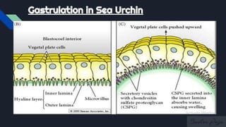 Gastrulation in Sea Urchin | PDF