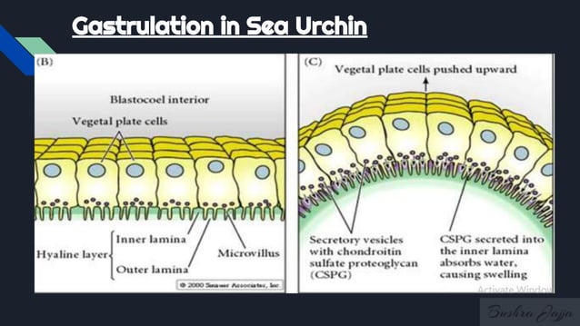 Gastrulation in Sea Urchin | PDF