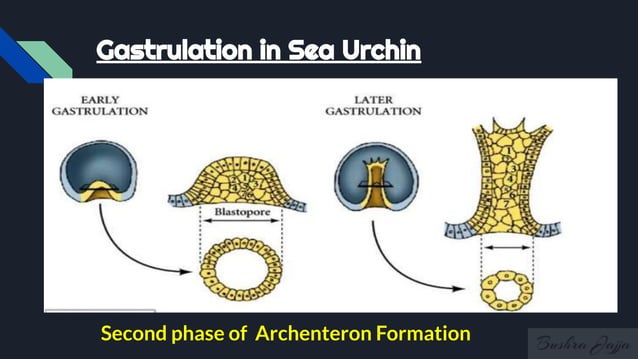 Gastrulation in Sea Urchin | PDF