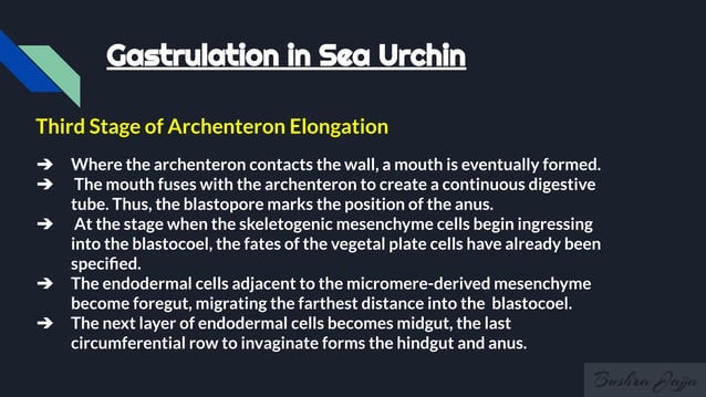Gastrulation in Sea Urchin | PDF
